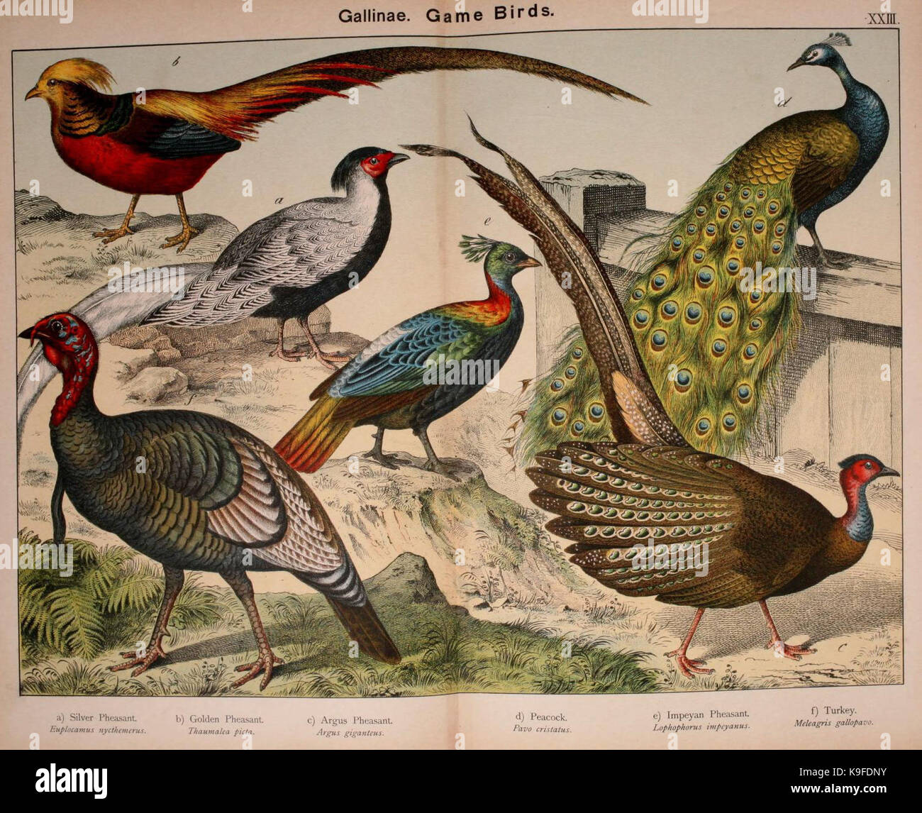 This illustration from ‘Natural history of the animal kingdom’ depicts ...