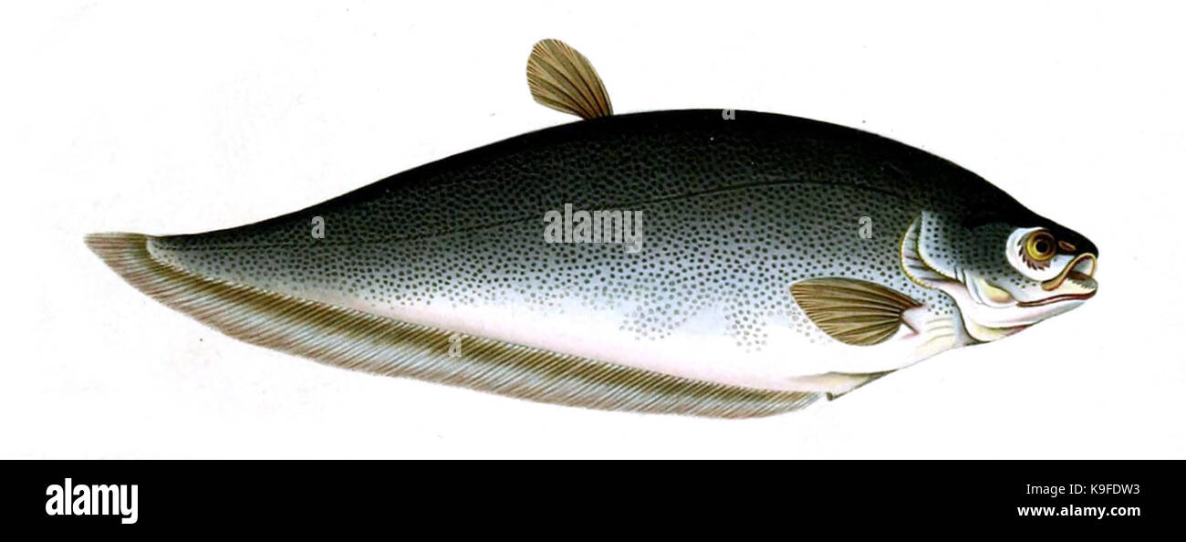 Mystus hi-res stock photography and images - Alamy