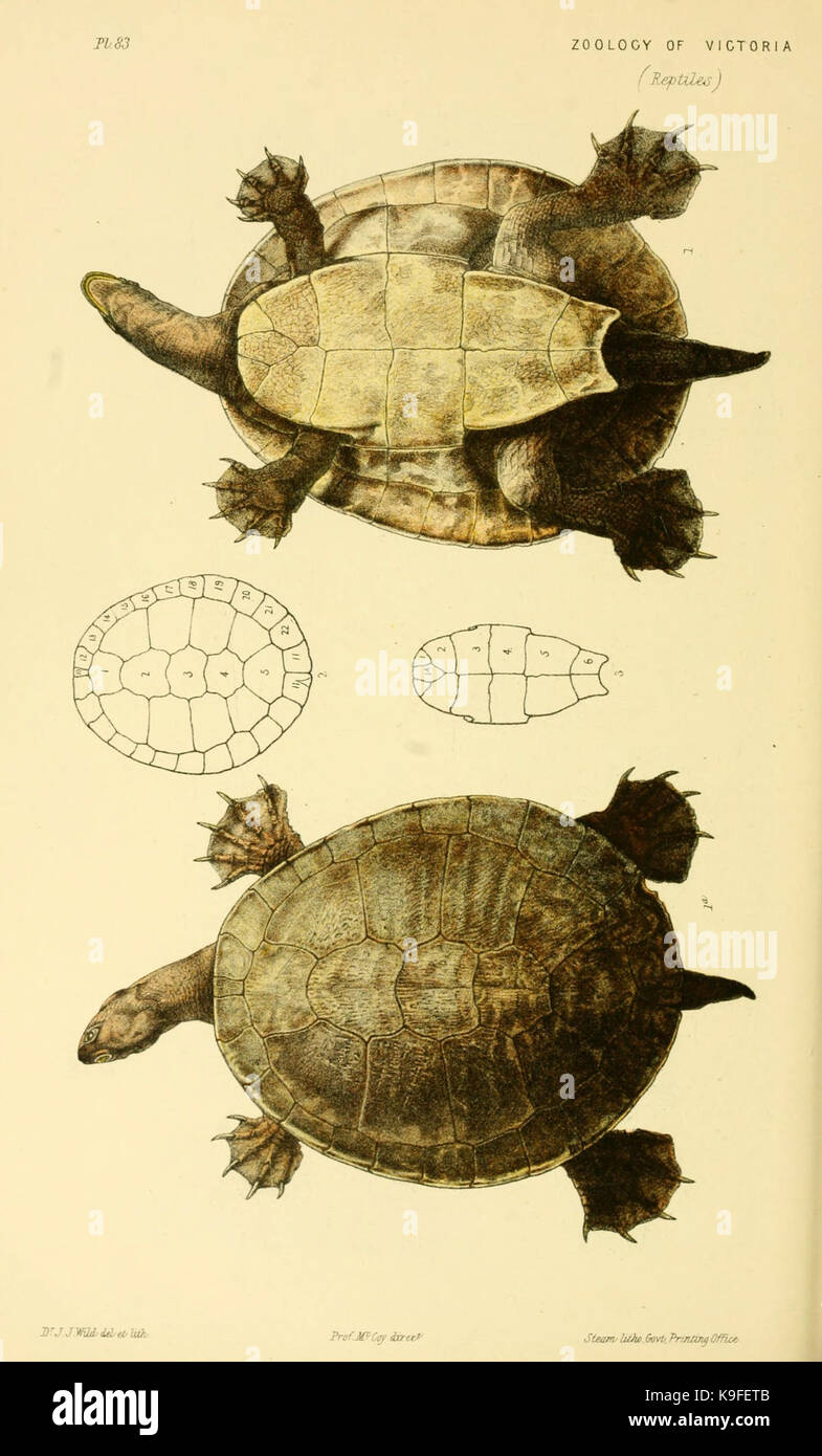 Victorian natural wonders hi-res stock photography and images - Alamy