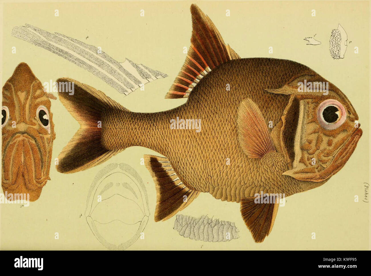 Natural history of Victoria (Plate 114) (6007966957 Stock Photo - Alamy