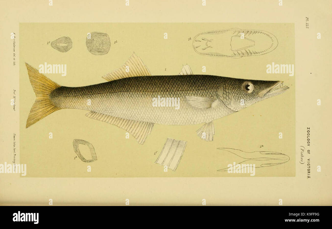 Natural history of Victoria (Plate 115) (6007967093 Stock Photo - Alamy