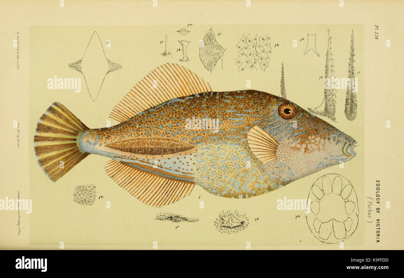 Natural history of Victoria (Plate 124) (6007968501 Stock Photo - Alamy