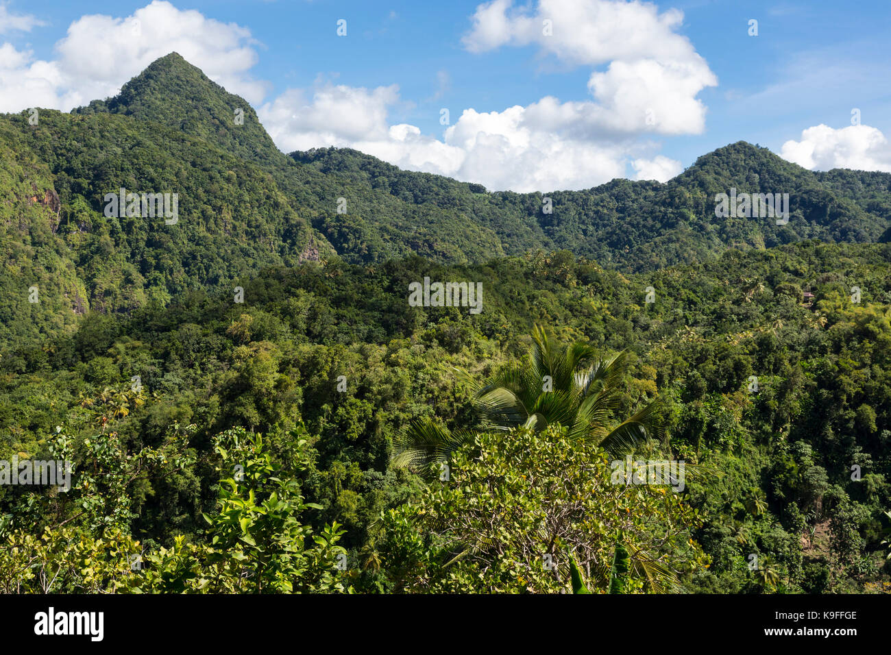 St. Lucia. Rain Forest Stock Photo - Alamy