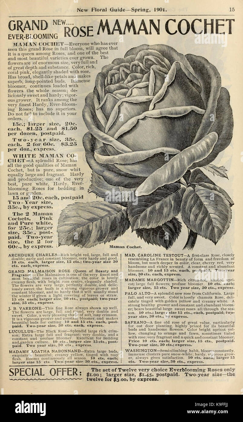 This vintage floral guide, featuring bulbs and ornamental plants ...