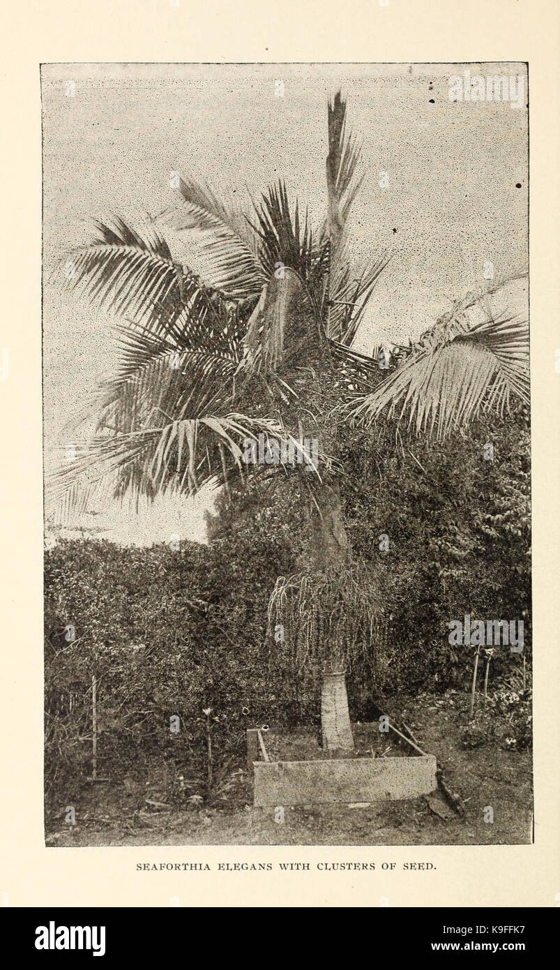 Mrs. Theodosia B. Shepherd's descriptive catalogue of flowers ...