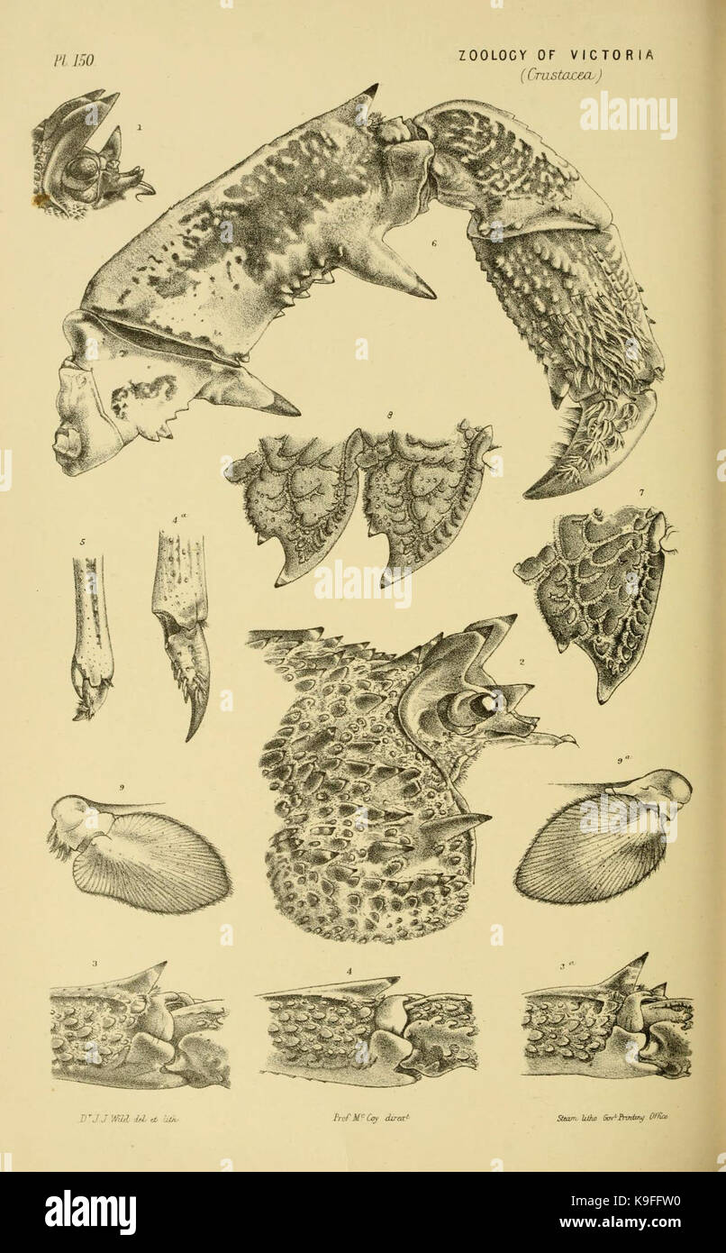 Natural history of Victoria (Plate 150) (6007972193 Stock Photo - Alamy