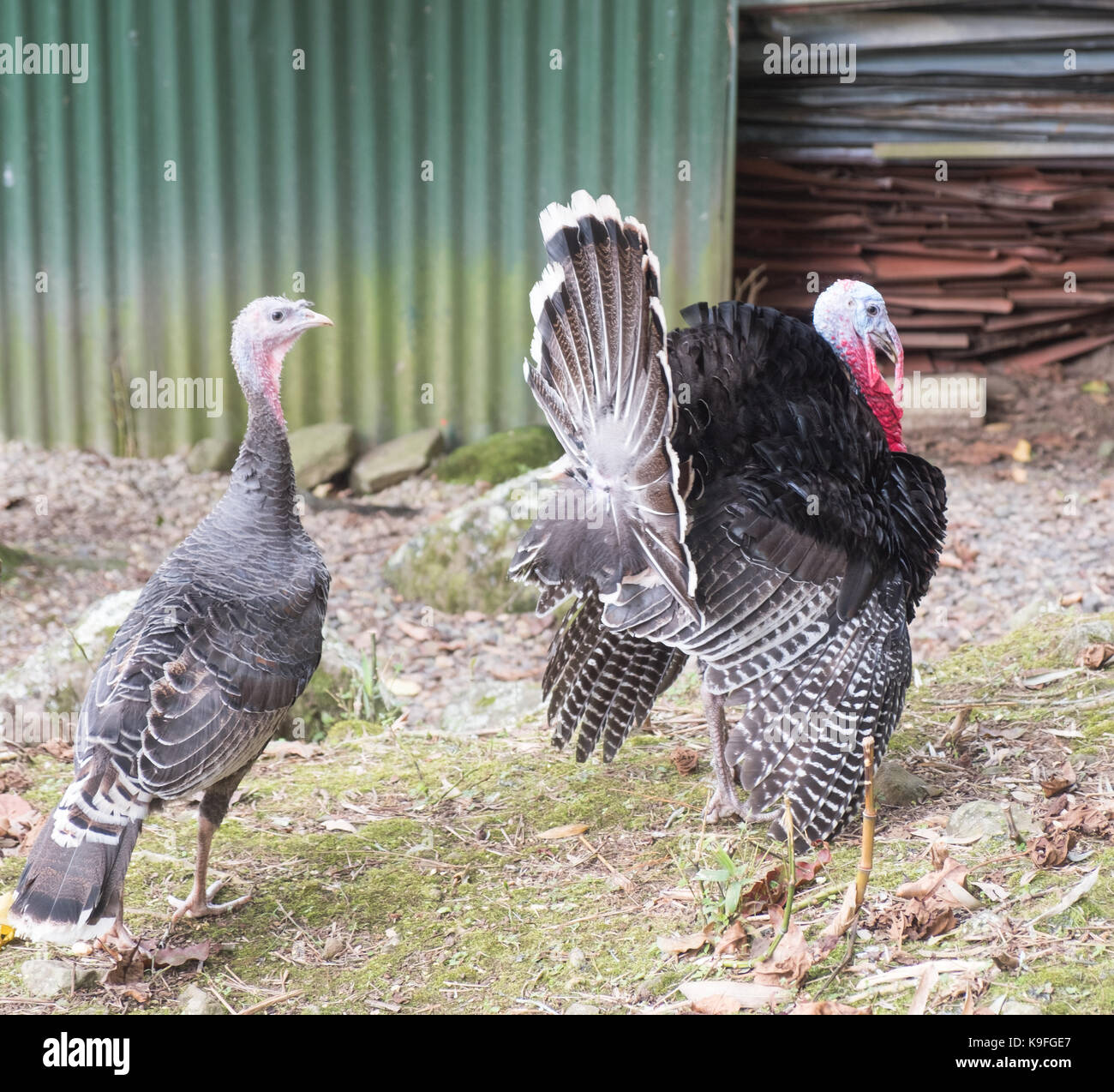 Gobblers hi-res stock photography and images - Alamy
