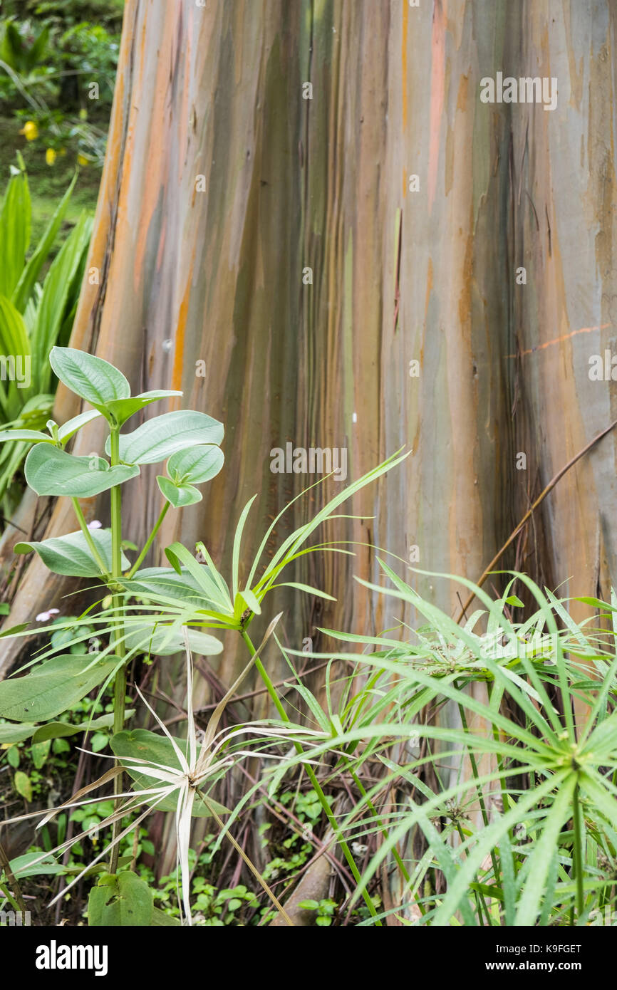 Colorful tree and foliage Stock Photo - Alamy