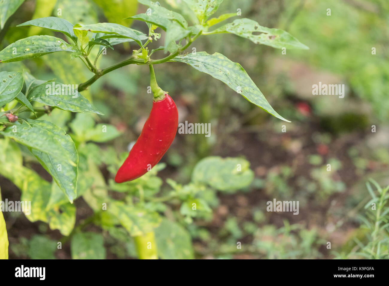 Pepper bark tree hi-res stock photography and images - Alamy