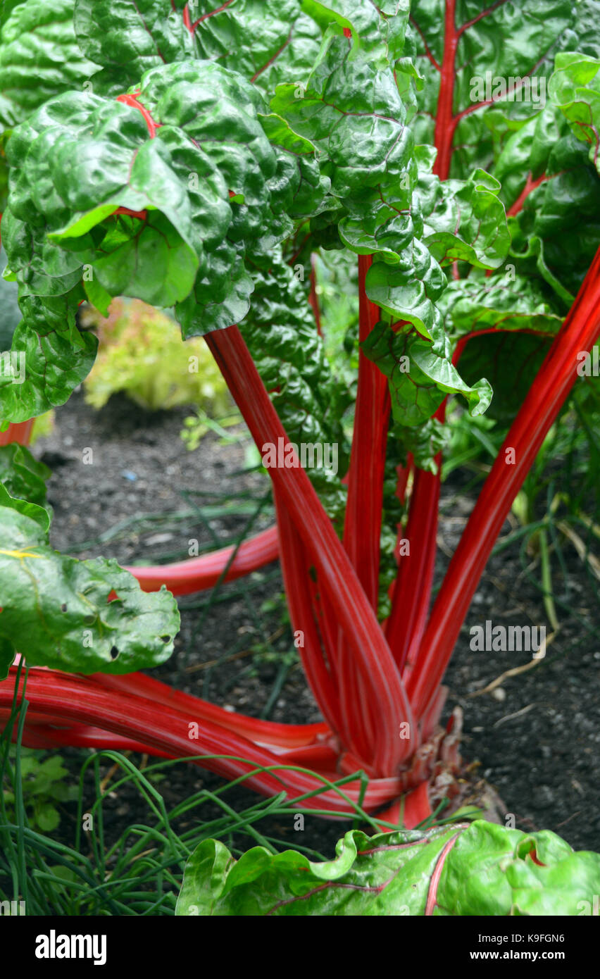 Chard (Beta vulgaris) growing in Vegetable Garden at the Eden Project ...