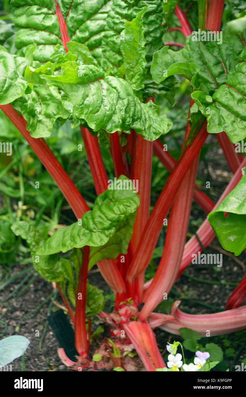 Chard (Beta vulgaris) growing in Vegetable Garden at the Eden Project ...
