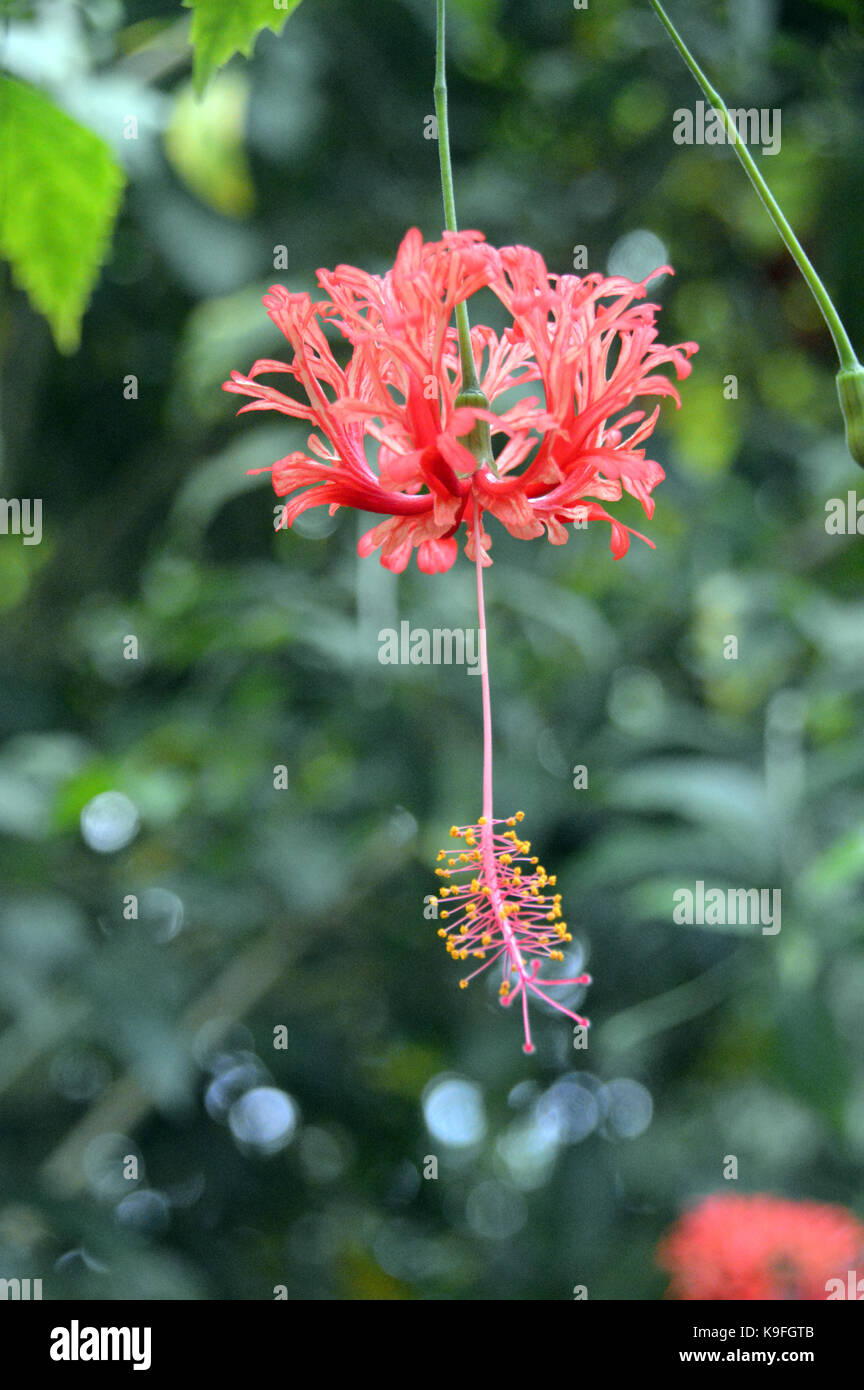 Japanese Lantern Hibiscus