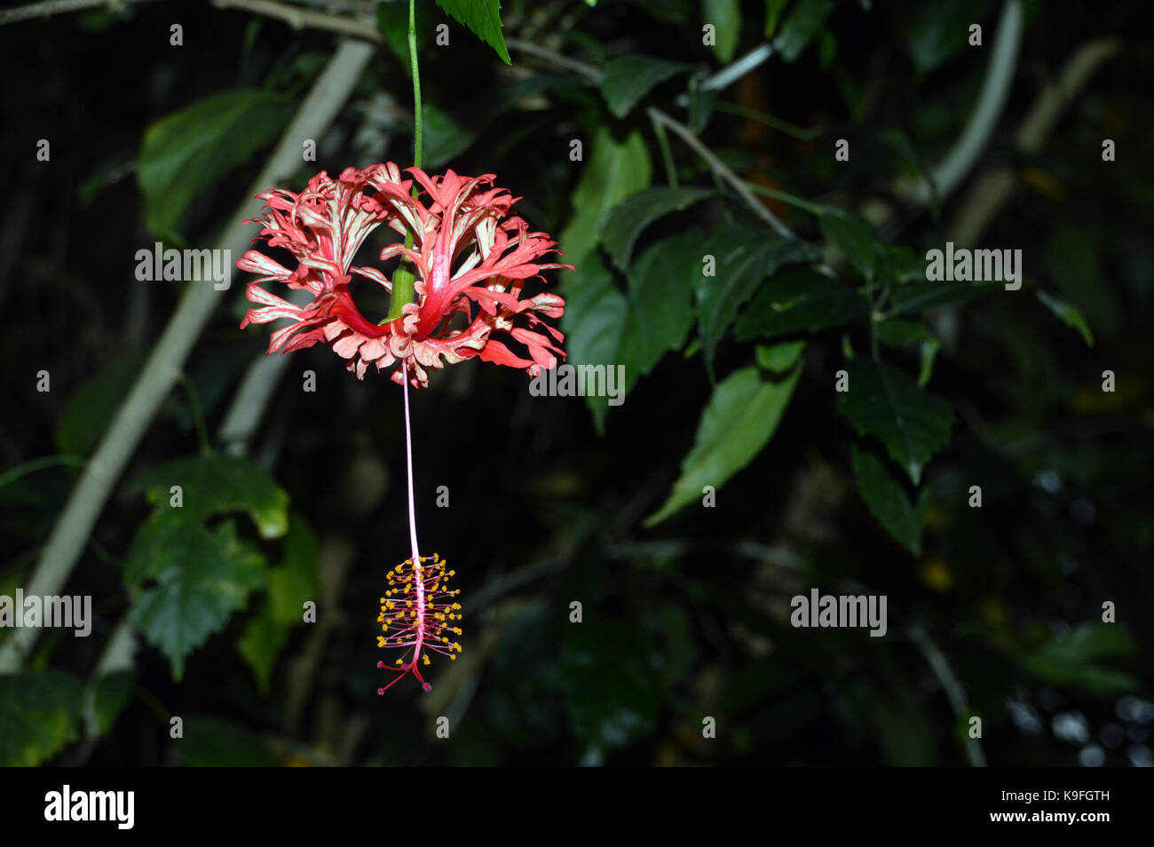 Japanese Lantern Hibiscus Hibiscus Schizopetalus | Hibiscus