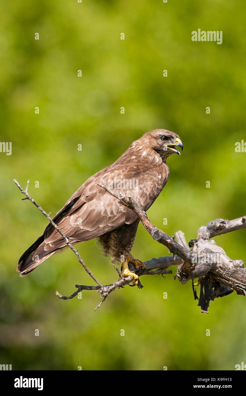 Birds of prey in france hi-res stock photography and images - Alamy