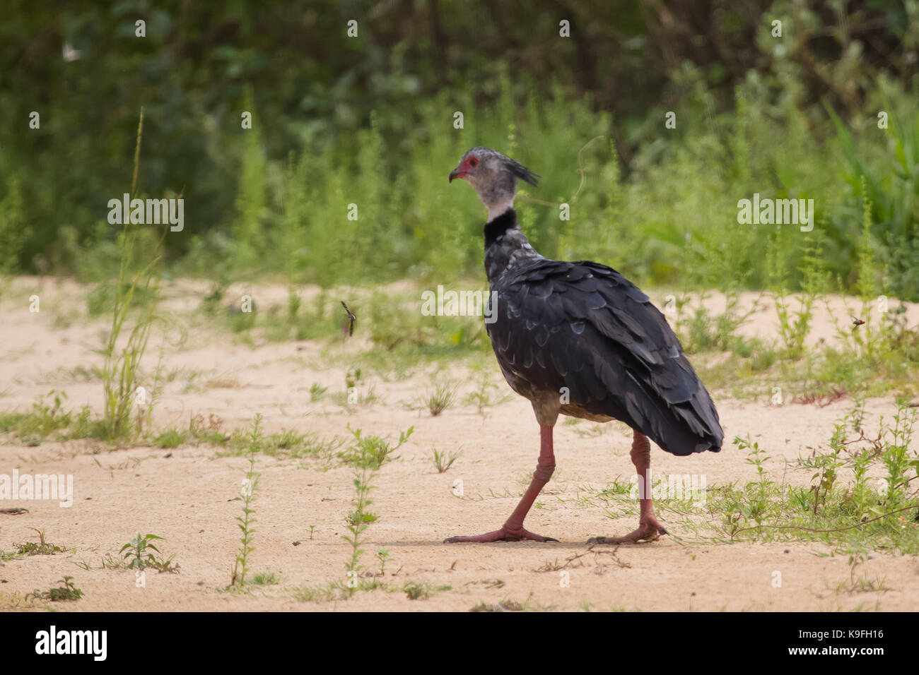 Brazilian Pantanal - Southern screamer Stock Photo - Alamy