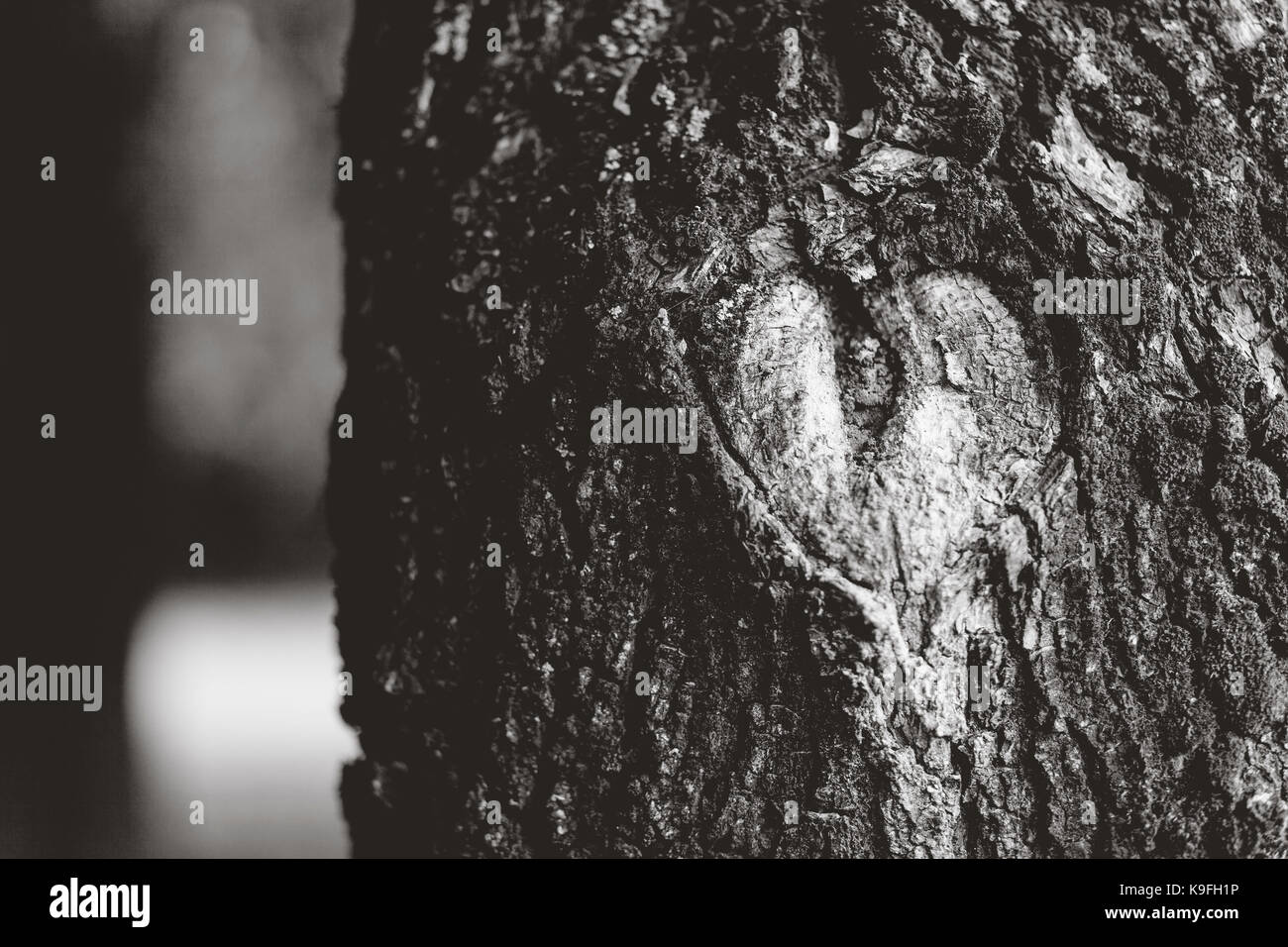 Tree carving heart hi-res stock photography and images - Alamy