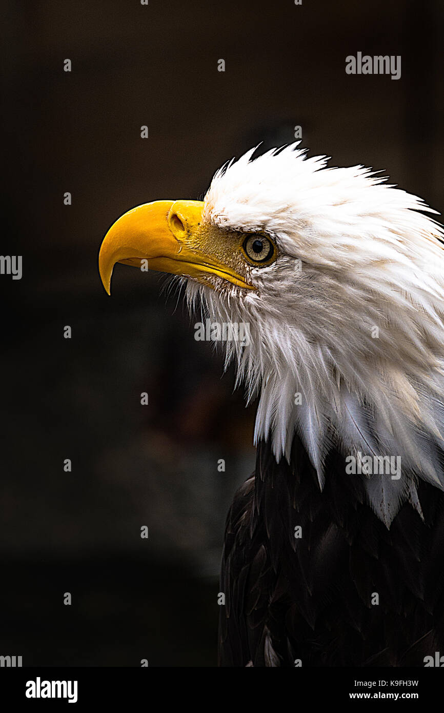 American Bald Eagle. Close up portrait of a Bald Eagle Stock Photo - Alamy