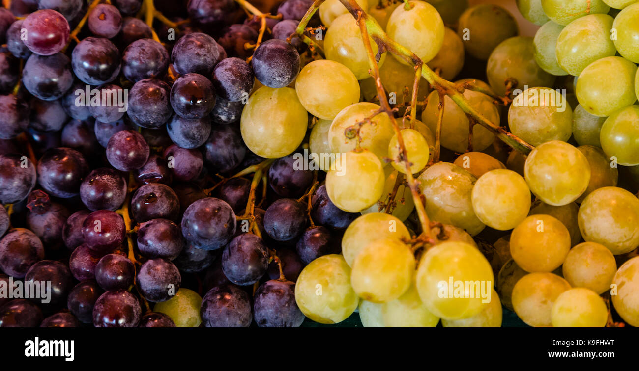 European grapes hi-res stock photography and images - Alamy