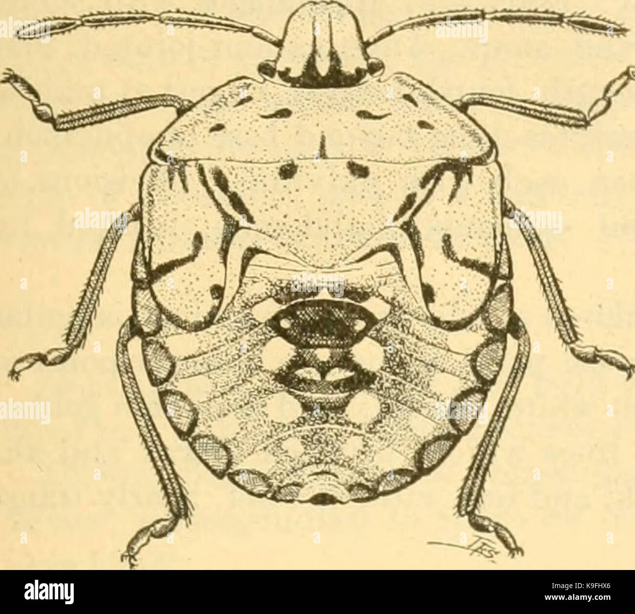 "The southern green plant-bug [Nezara viridula]" (1918 Stock Photo - Alamy