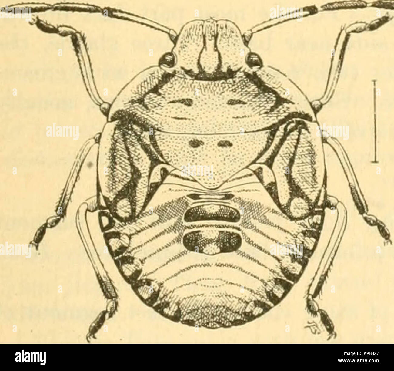 "The southern green plant-bug [Nezara viridula]" (1918 Stock Photo - Alamy