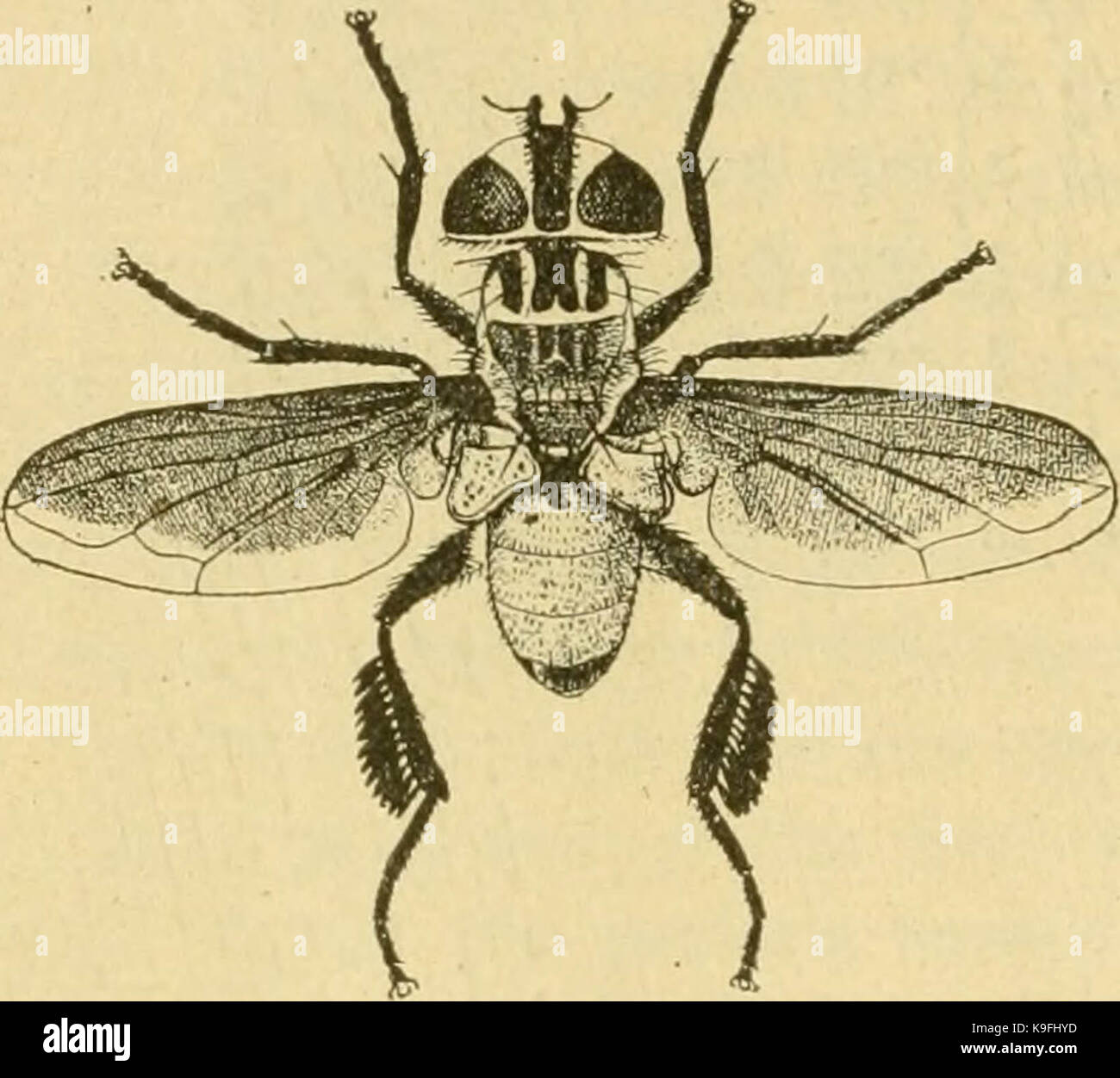 "The southern green plant-bug [Nezara viridula]" (1918 Stock Photo - Alamy