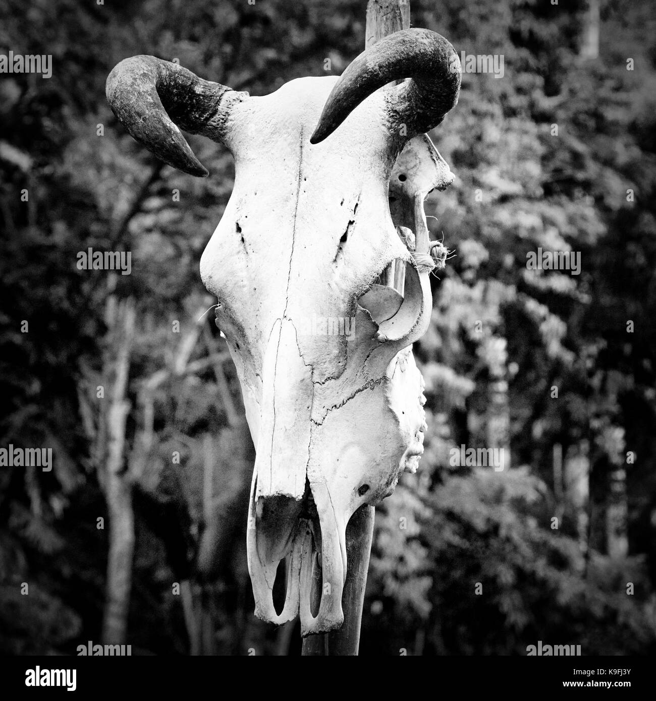 Black and white image of voodoo animal skull Stock Photo - Alamy