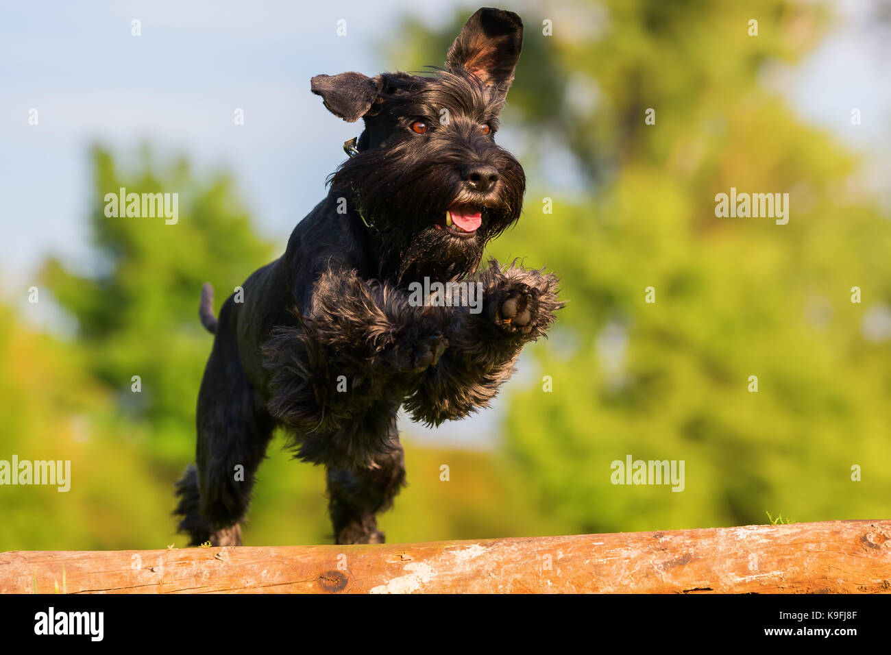 Picture of a standard schnauzer who jumps over a wooden beam Stock ...