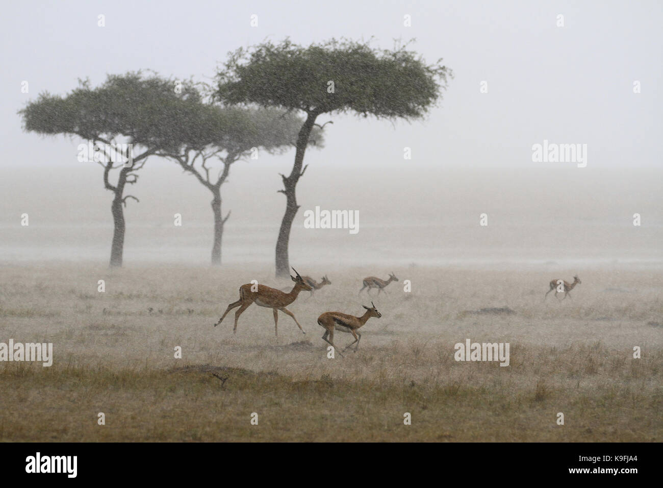 Gazelle migration hi-res stock photography and images - Alamy
