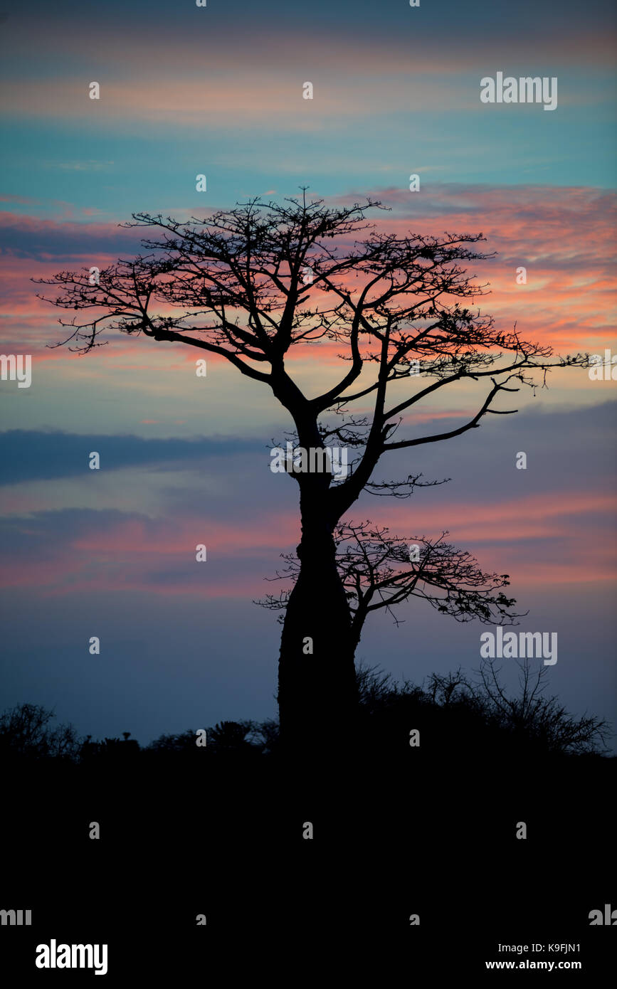 Baoba hi-res stock photography and images - Alamy