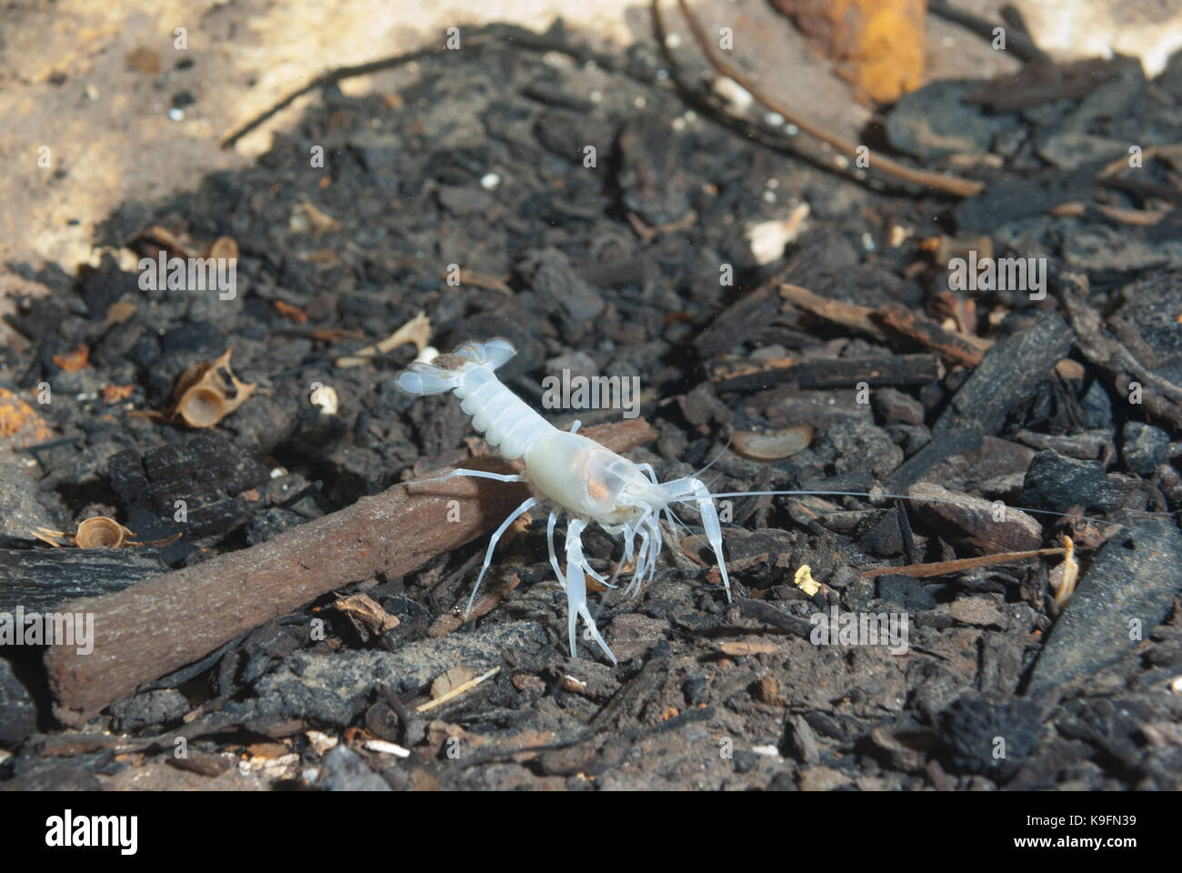 Eyeless cave hi-res stock photography and images - Alamy