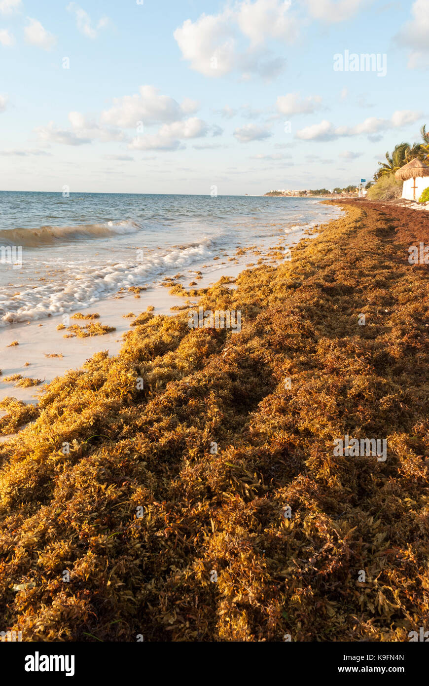 Washed up Sargassum seaweed covers a Caribbean beach near Cancun ...