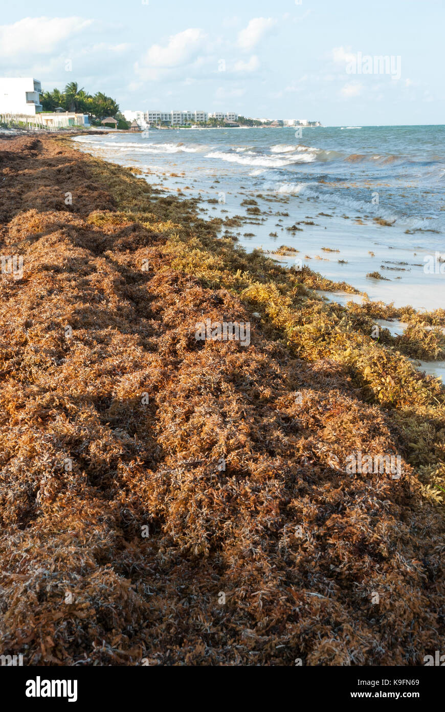 Washed up Sargassum seaweed covers a Caribbean beach near Cancun ...