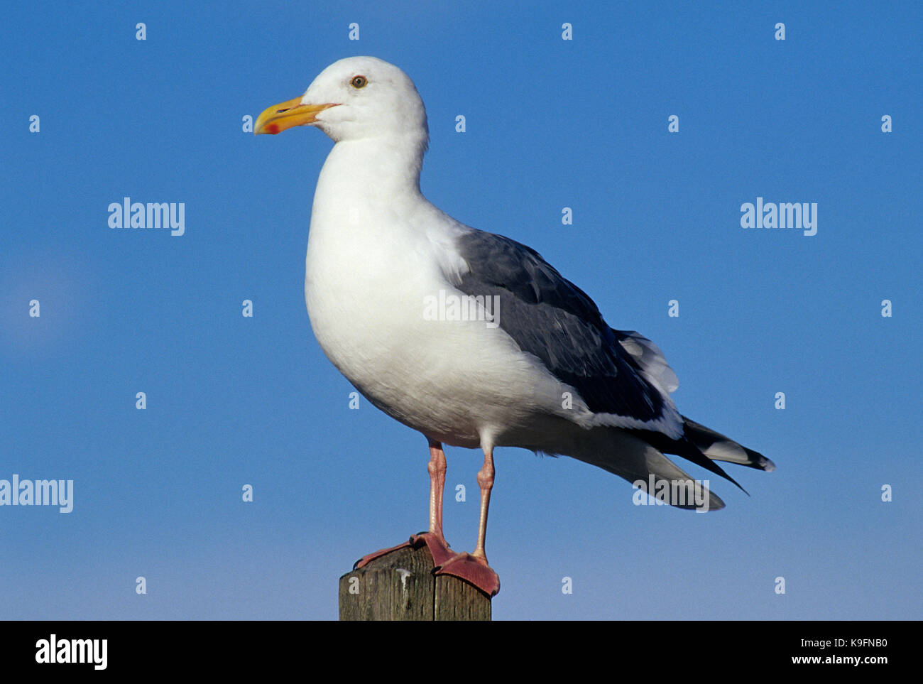 Gull, Harbor Vista County Park, Florence, Oregon Stock Photo - Alamy