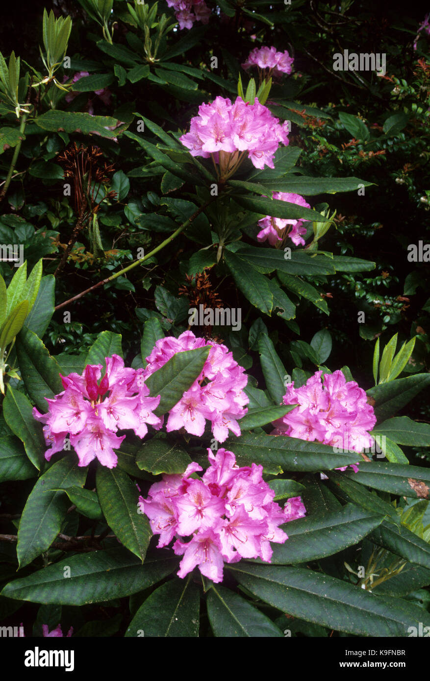 Pacific rhododendron (Rhododendron macrophyllum), Oregon Dunes National ...
