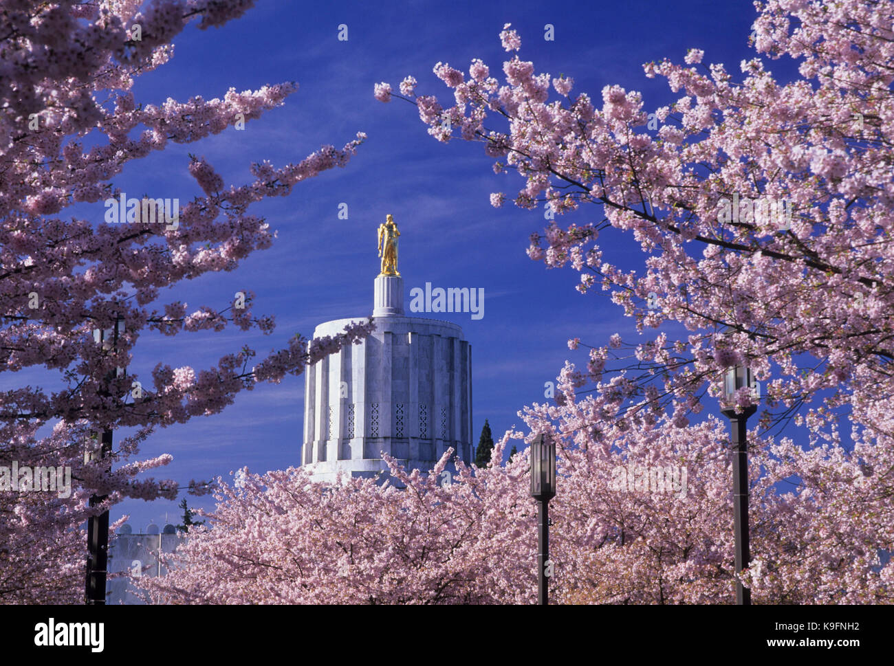 State capitol with cherry trees in bloom, State Capitol State Park ...