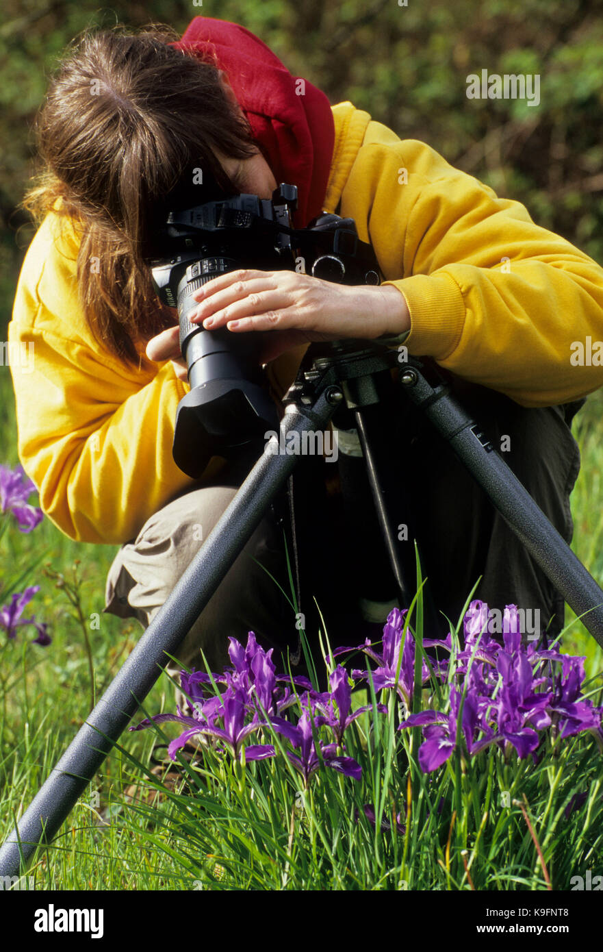 Oregon iris (Iris tenax) photographer, William Finley National Wildlife ...