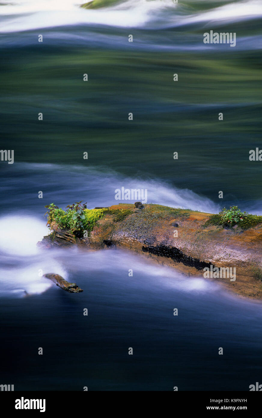 Log in the Metolius Wild and Scenic River from West Metolius River ...