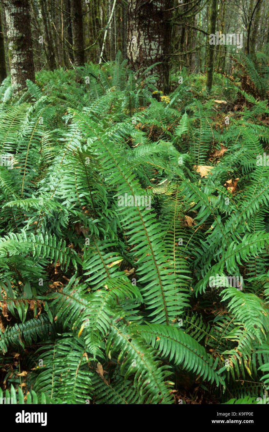 Western sword fern (Polystichum munitum) along Bumping Knots Trail ...
