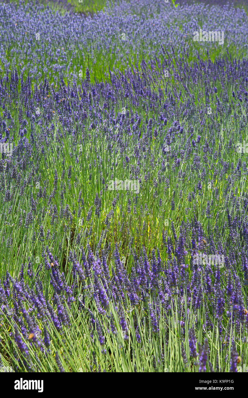 Oregon lavender farm hi-res stock photography and images - Alamy