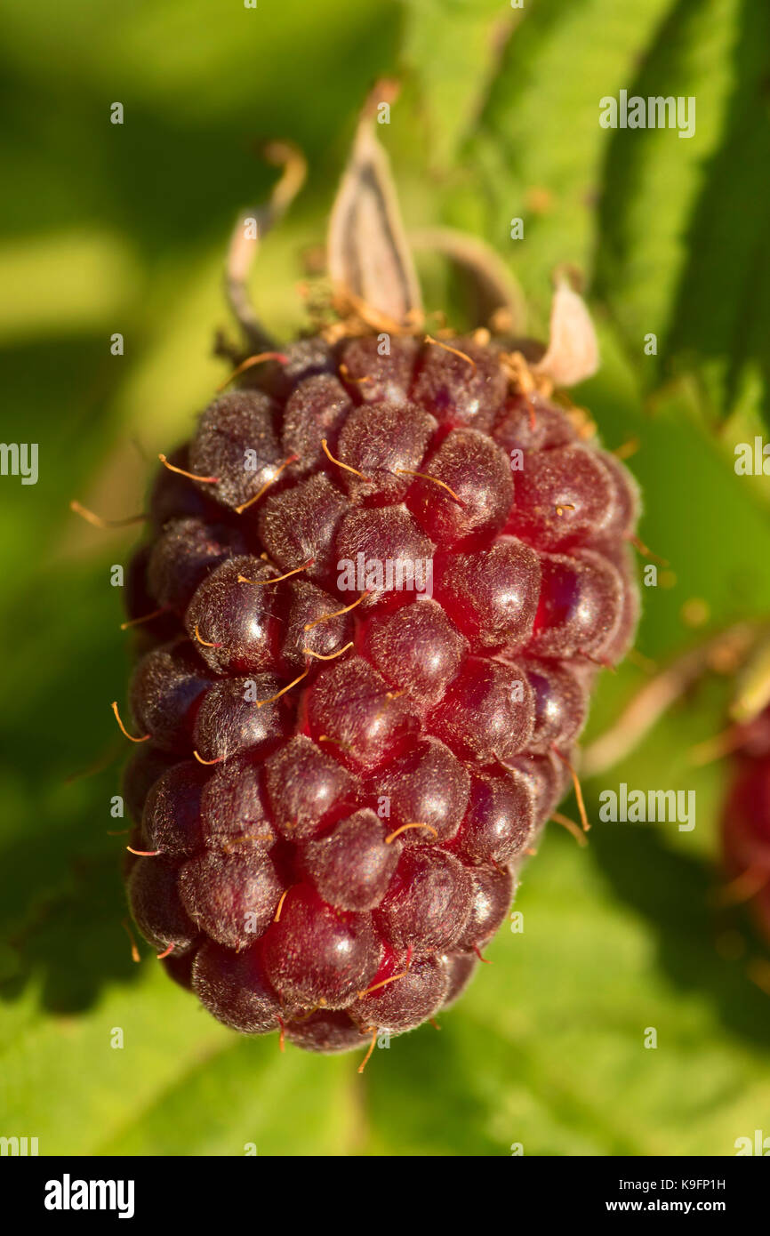 Loganberry hi-res stock photography and images - Alamy