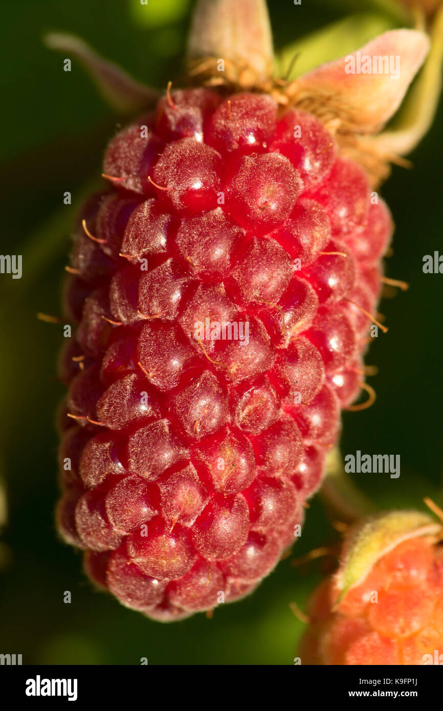 Loganberry hi-res stock photography and images - Alamy