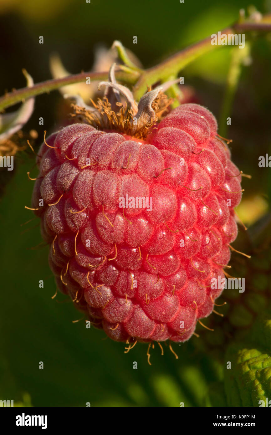 Berries farm garden raspberry hi-res stock photography and images - Alamy