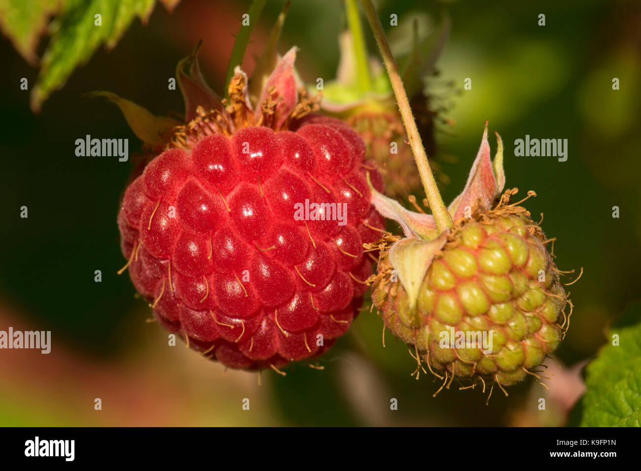 Berries farm garden raspberry hi-res stock photography and images - Alamy