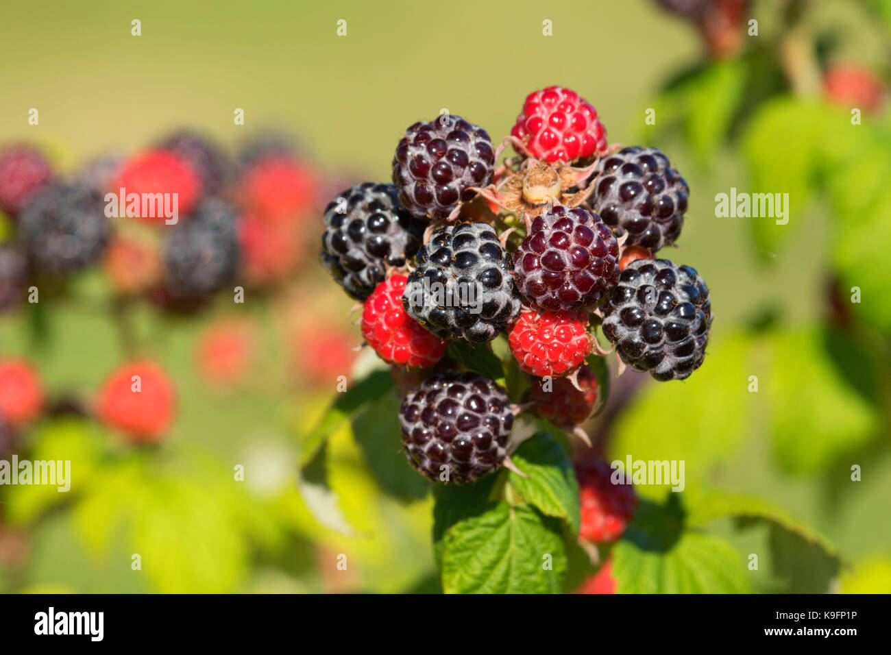 Blackcap raspberry, Marion County, Oregon Stock Photo - Alamy