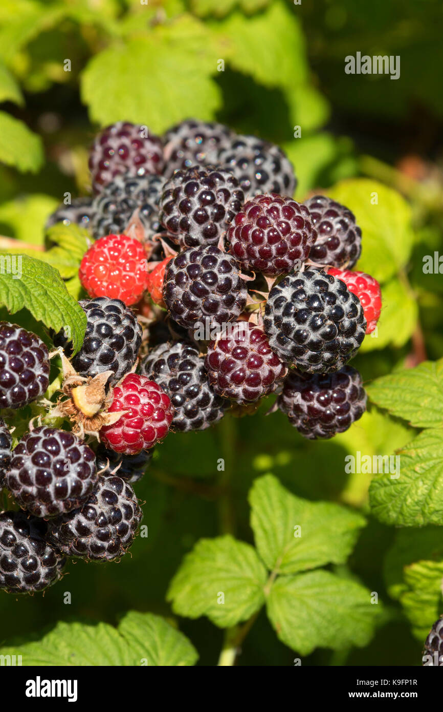 Blackcap raspberry, Marion County, Oregon Stock Photo - Alamy