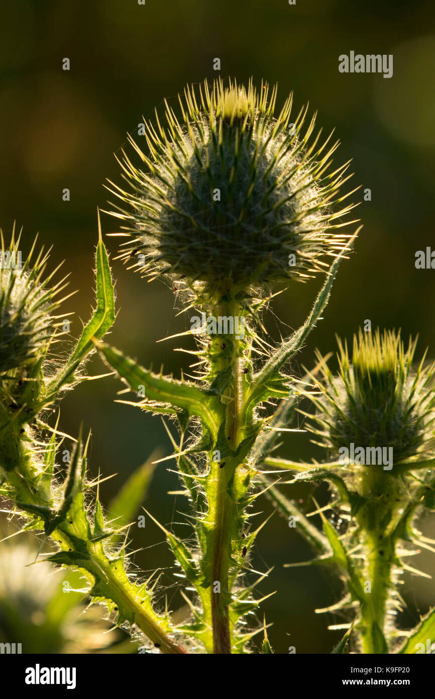 Thistle, Ankeny National Wildlife Refuge, Oregon Stock Photo - Alamy