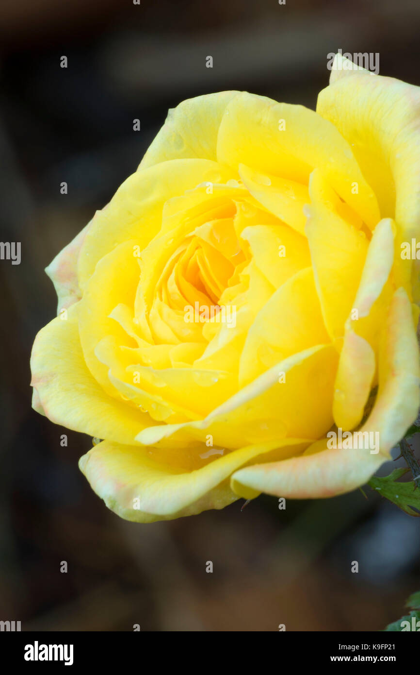 Golden Trust rose, Bushs Pasture Park, Salem, Oregon Stock Photo - Alamy