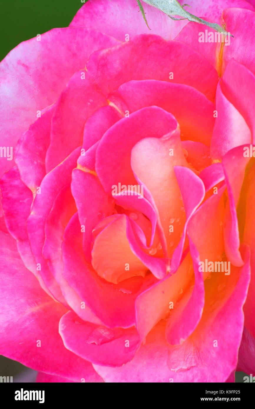 Gene Boerner rose, Bushs Pasture Park, Salem, Oregon Stock Photo - Alamy