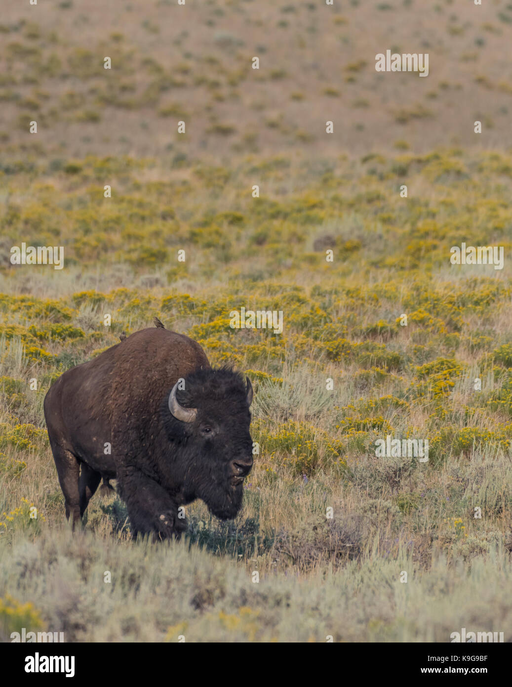 Large Bison Walk Through Field of Yellow Flowers Stock Photo - Alamy