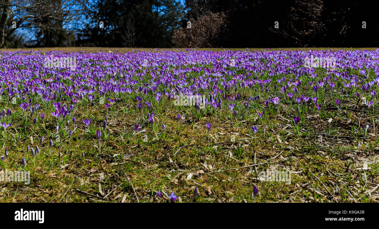 Crocus field in summer in Northeastern United States Stock Photo - Alamy